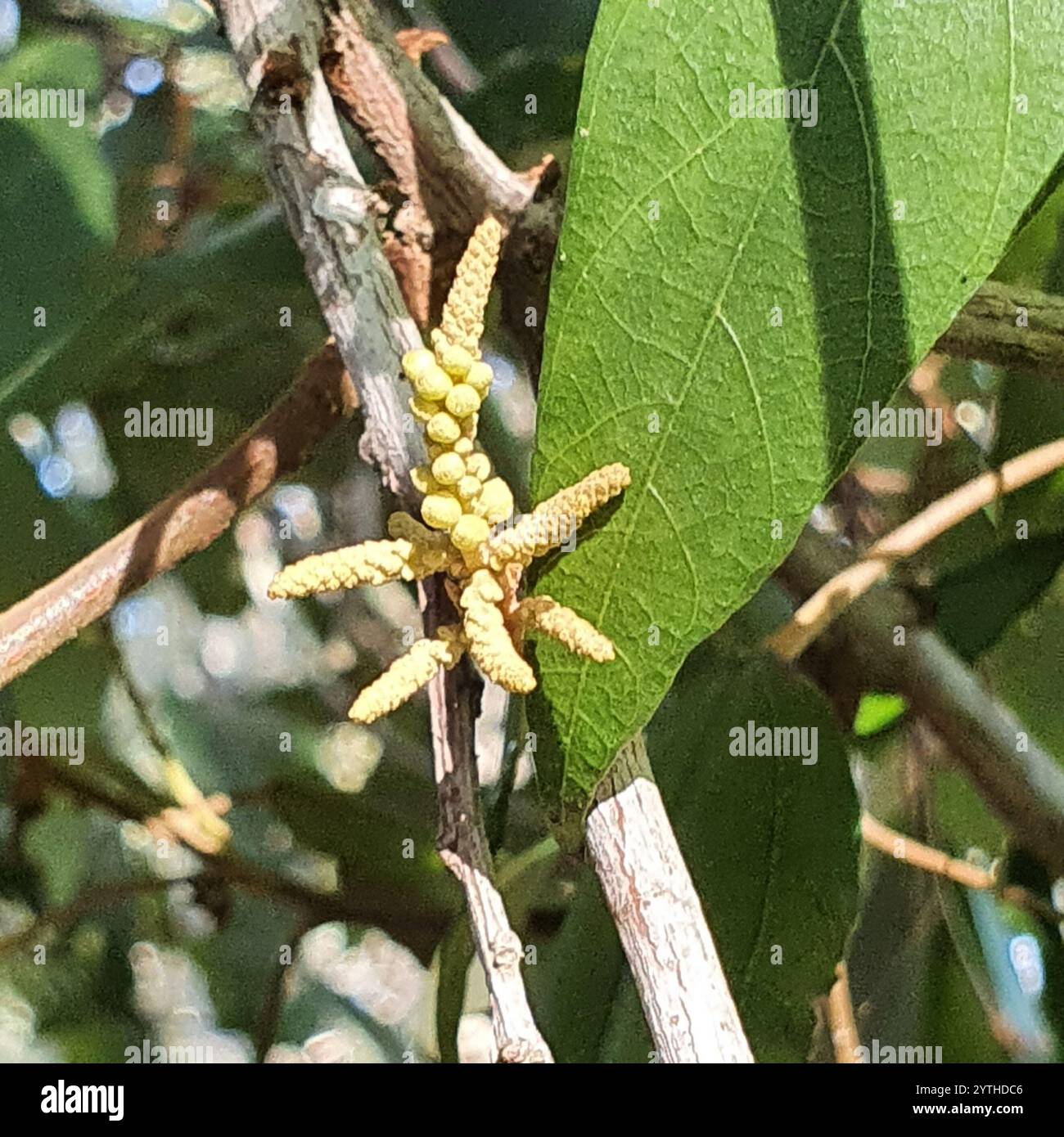 Kamala (Mallotus philippensis Stock Photo - Alamy