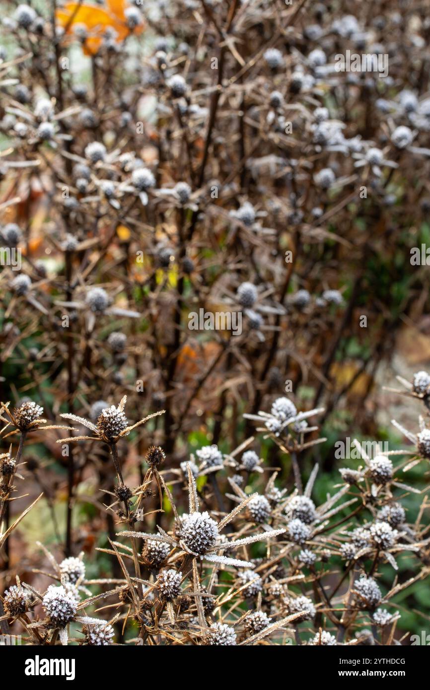 Natural close up, semi-abstract, patterns in nature / plantlike ...