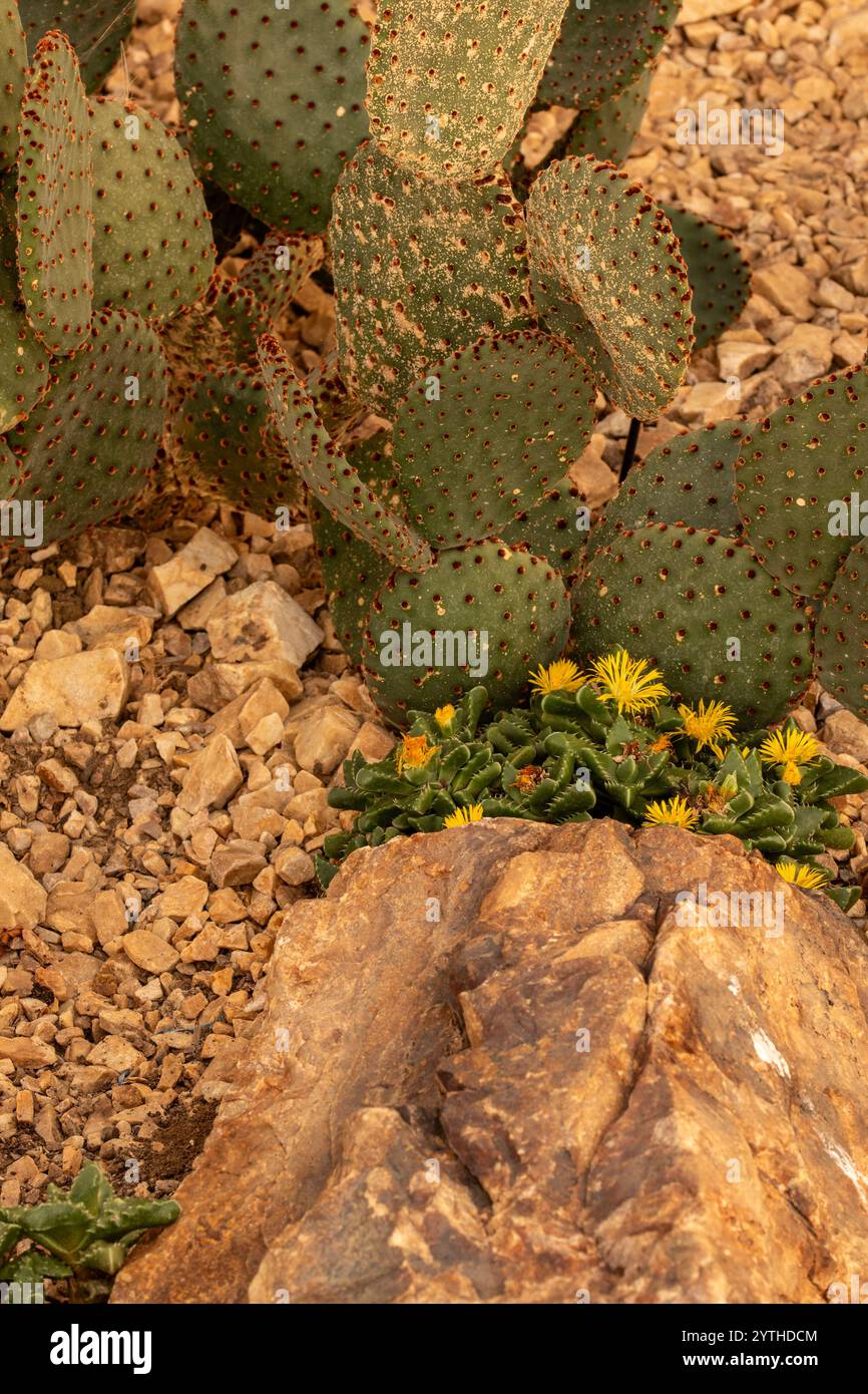 Intimate desert landscape with pebbles and rocks featuring Faucaria ...