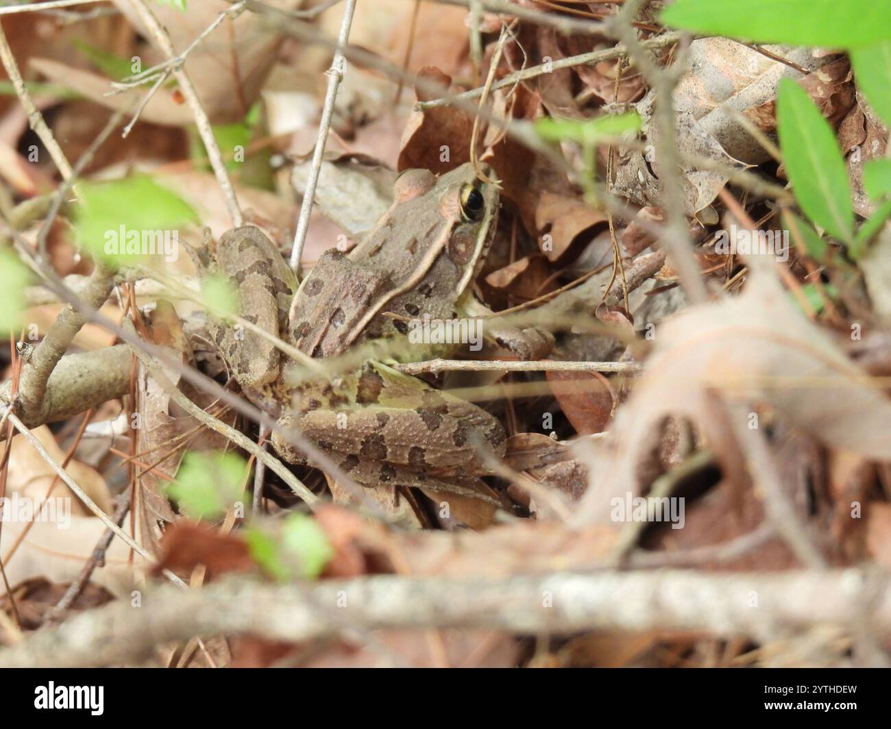 Southern Leopard Frog (Lithobates sphenocephalus Stock Photo - Alamy