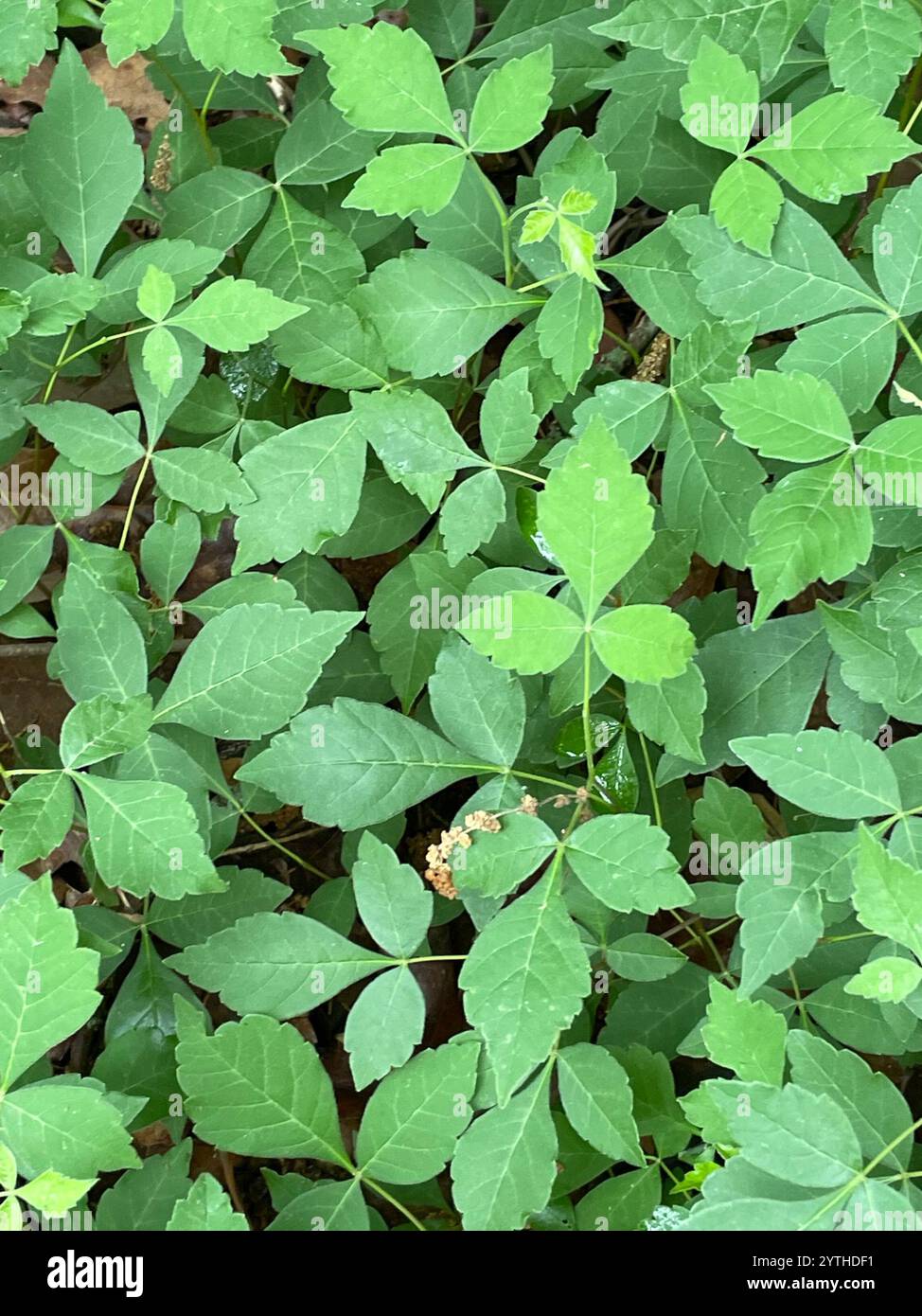 fragrant sumac (Rhus aromatica Stock Photo - Alamy