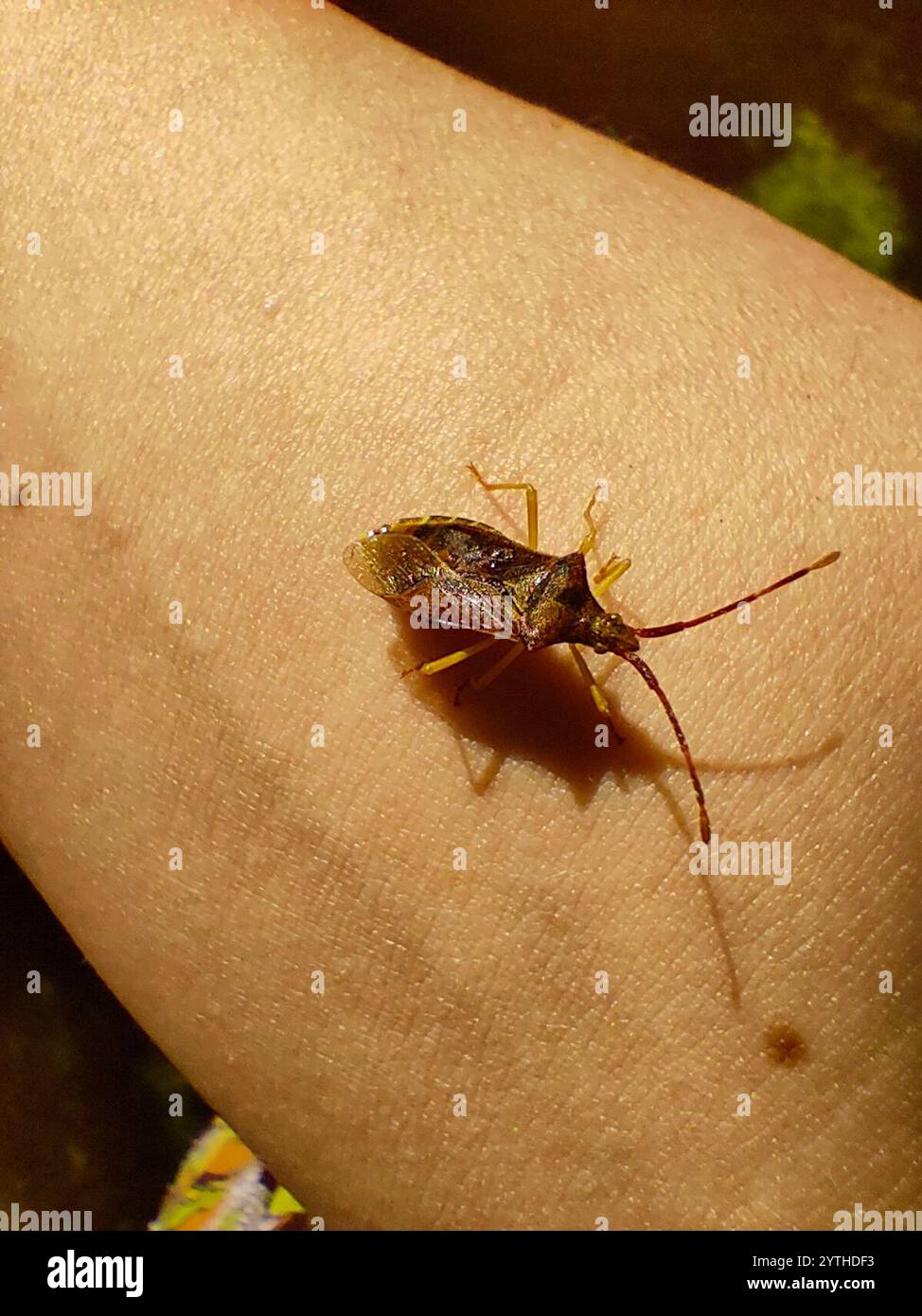 Box Bug (Gonocerus acuteangulatus Stock Photo - Alamy
