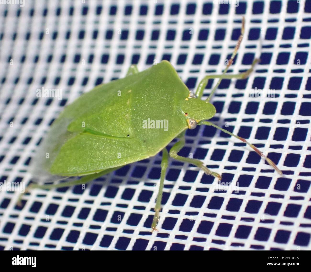 Southern Green Stink Bug (Nezara viridula Stock Photo - Alamy
