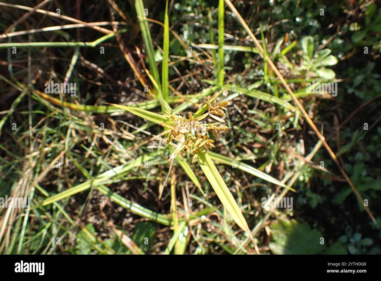 Bunchy flat-sedge (Cyperus polystachyos Stock Photo - Alamy