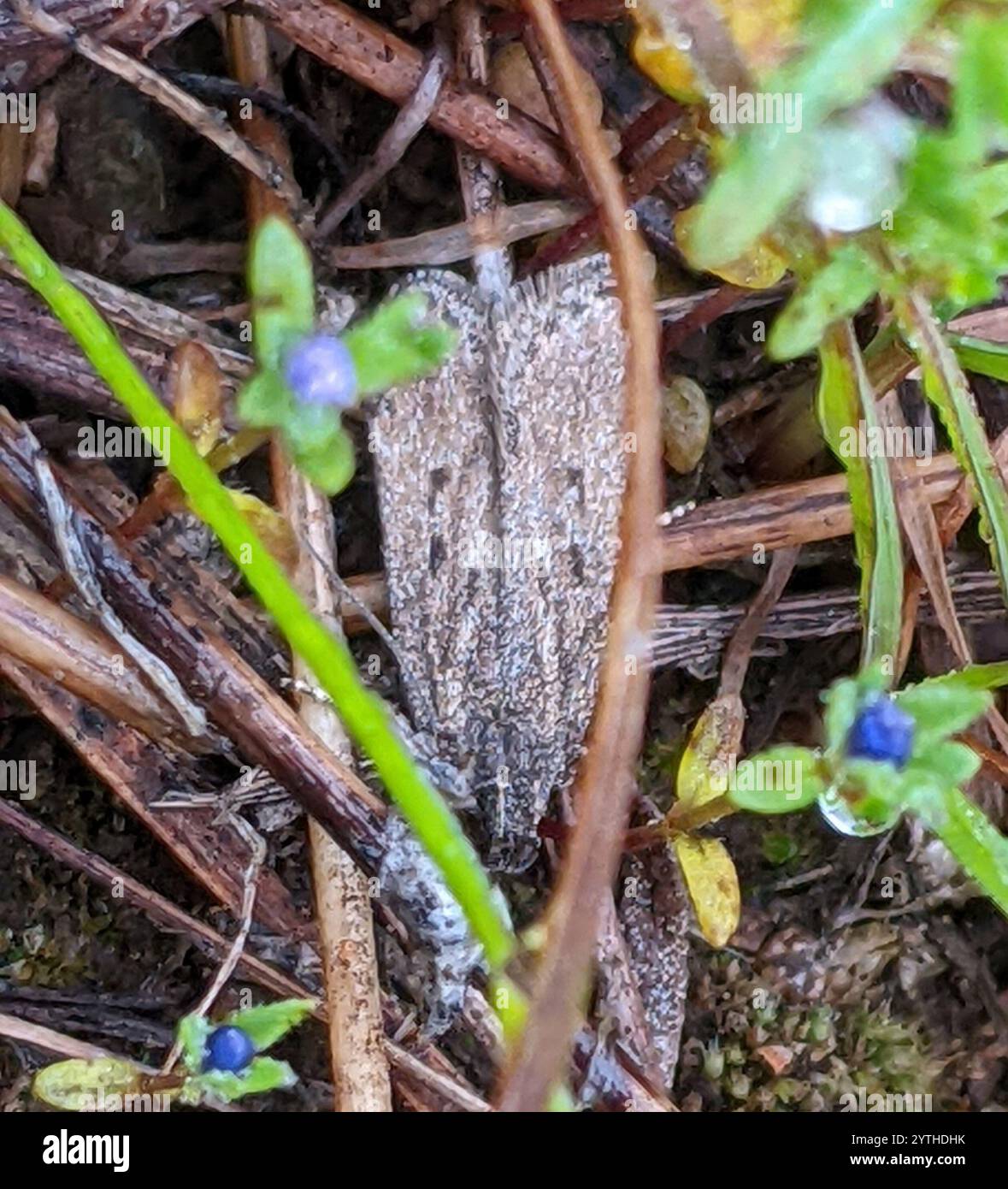 Curved-horn Moths (Gelechioidea Stock Photo - Alamy
