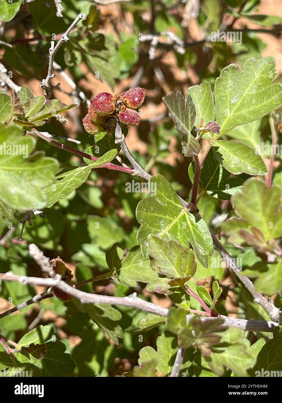 fragrant sumac (Rhus aromatica Stock Photo - Alamy