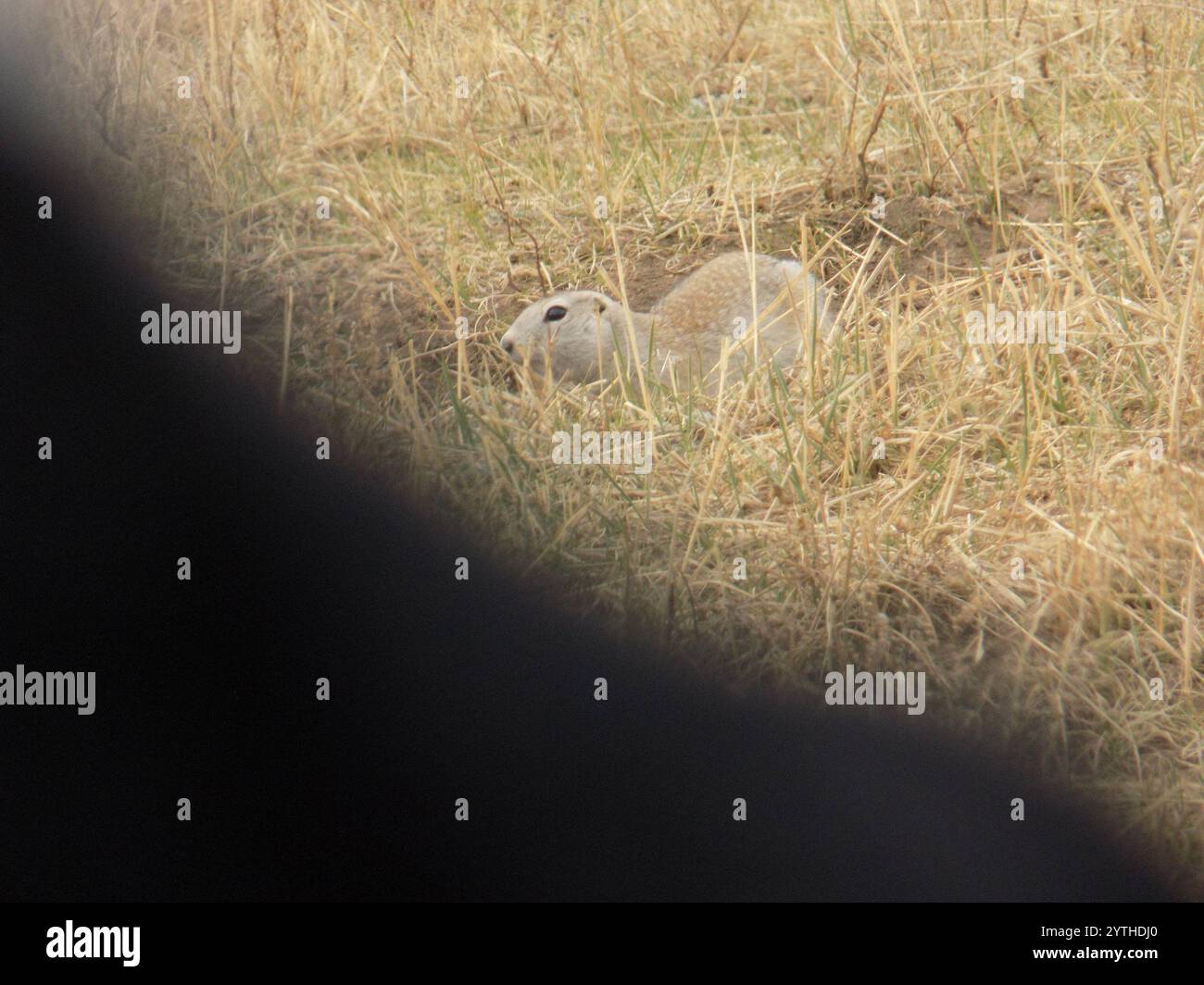 Long-tailed Ground Squirrel (Urocitellus undulatus Stock Photo - Alamy