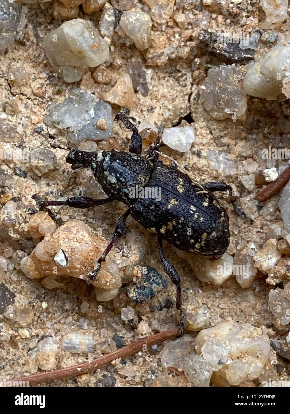 Large Pine Weevil (Hylobius abietis Stock Photo - Alamy