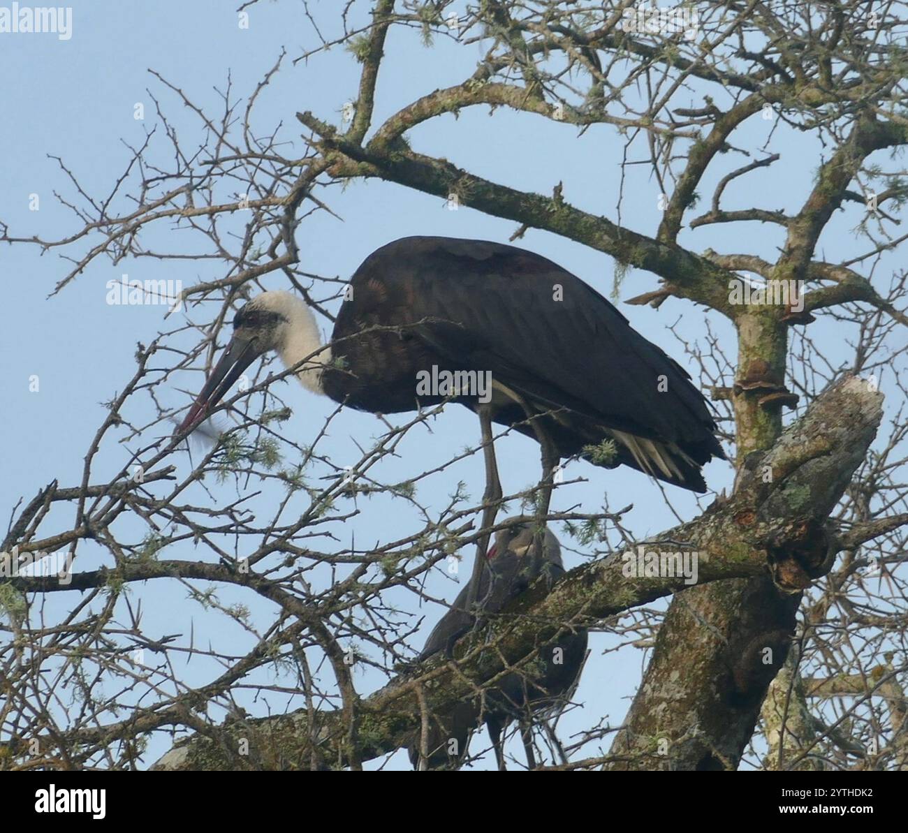 African Woolly-necked Stork (Ciconia microscelis Stock Photo - Alamy
