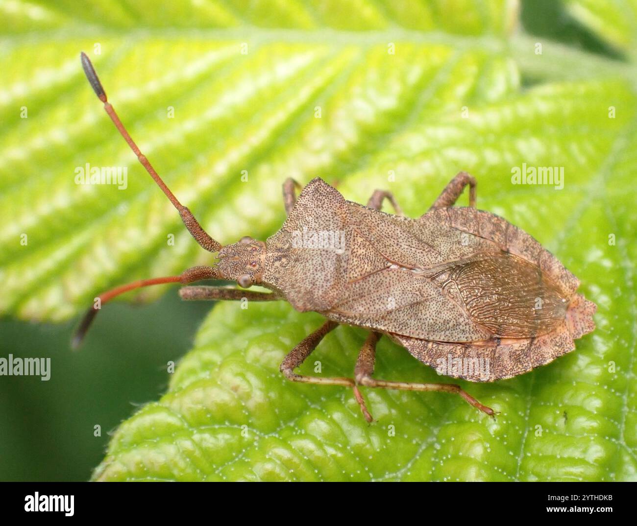 Dock Bug (Coreus marginatus Stock Photo - Alamy