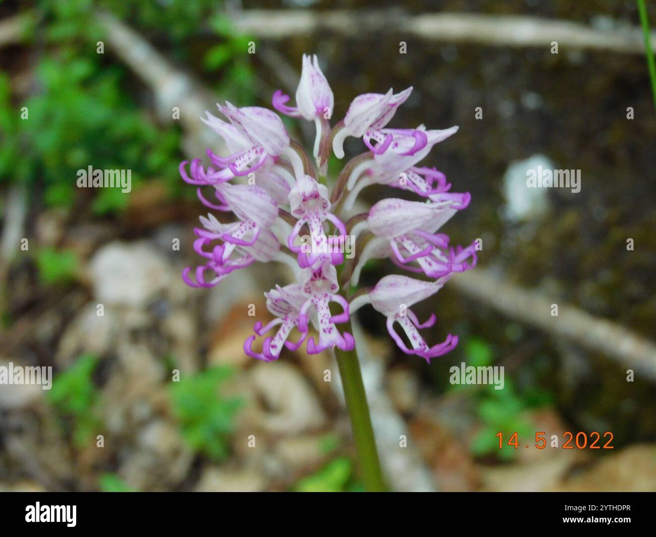 Monkey Orchid (Orchis simia Stock Photo - Alamy