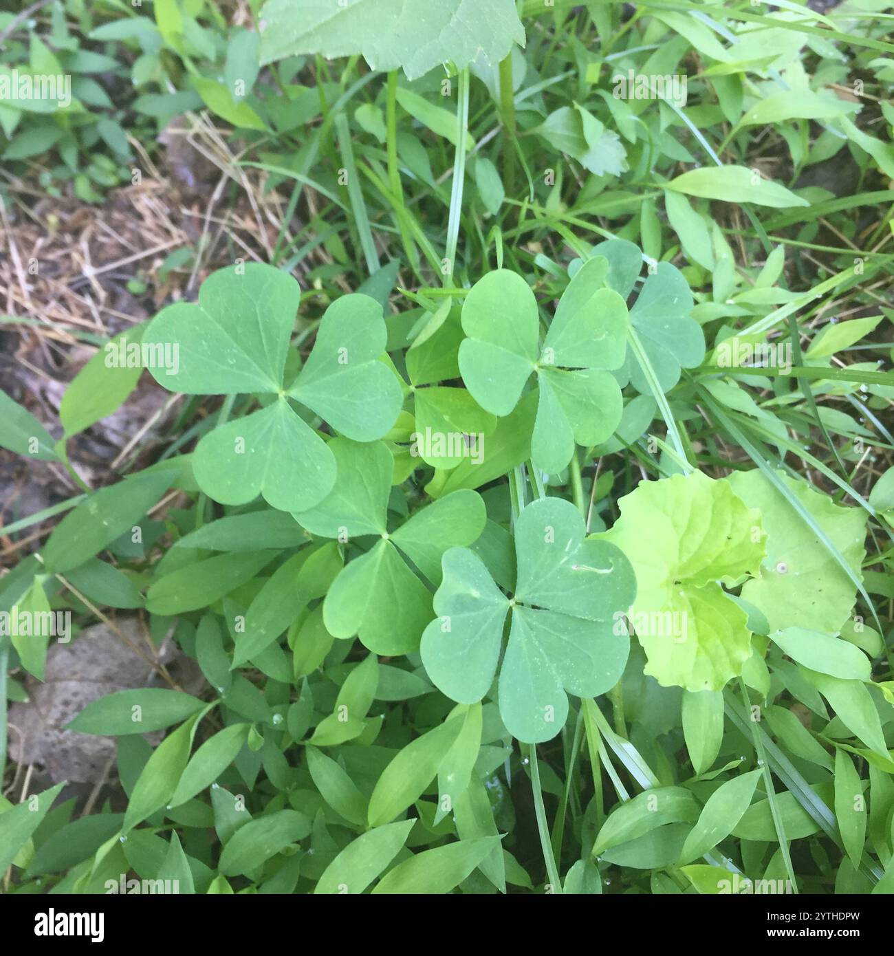 upright yellow woodsorrel (Oxalis stricta Stock Photo - Alamy