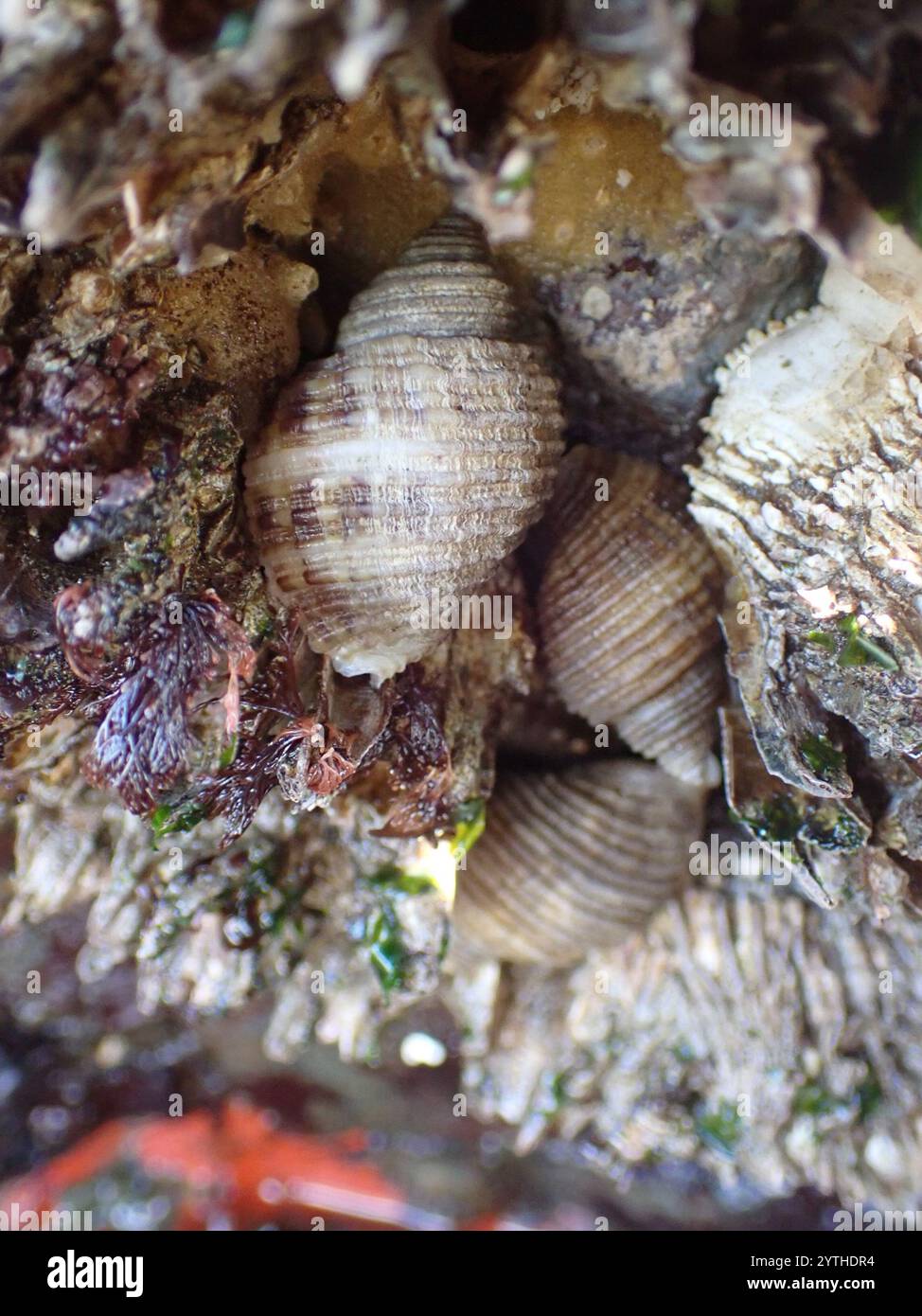 Channeled Dog Winkle (Nucella canaliculata Stock Photo - Alamy
