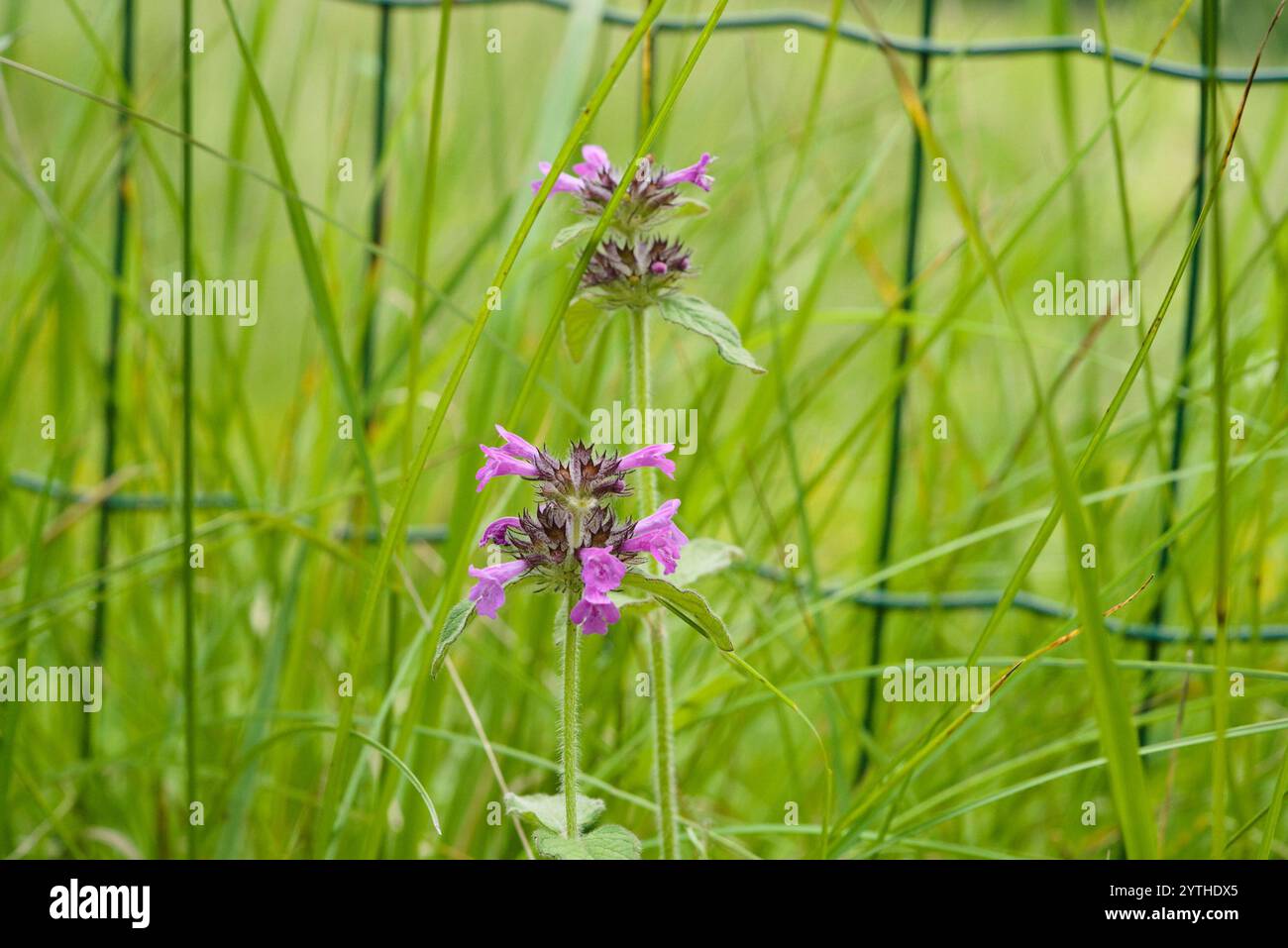 common hedge-nettle (Betonica officinalis Stock Photo - Alamy
