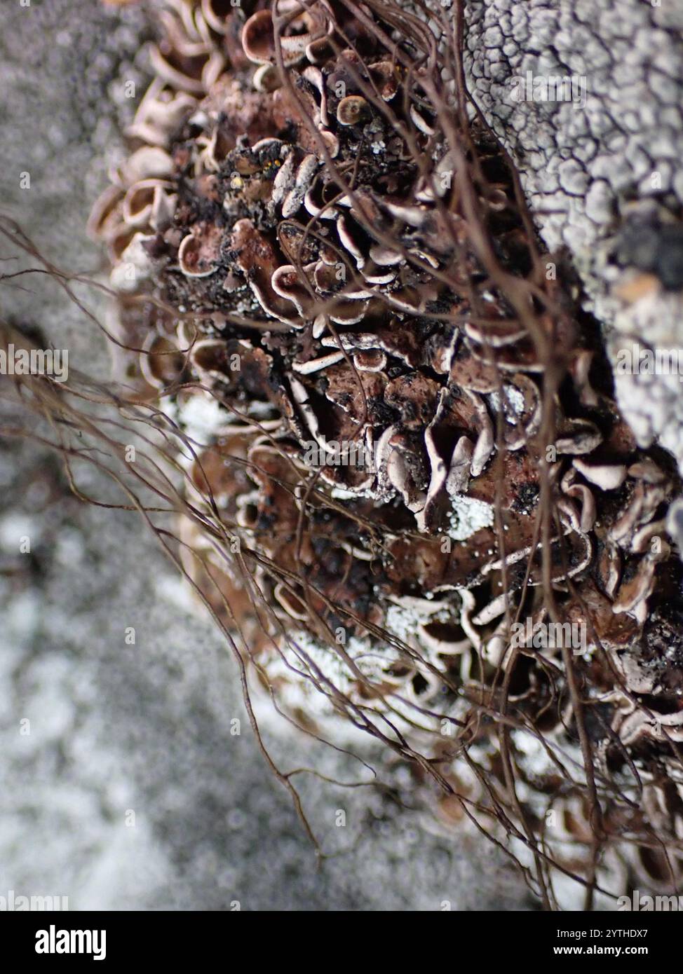 Fishscale Lichens (Psora Stock Photo - Alamy