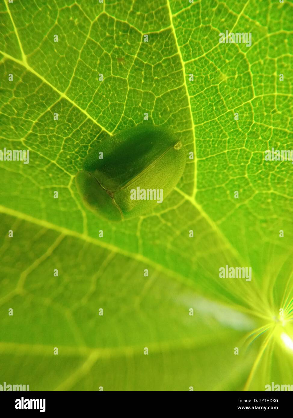 Green Tortoise Beetle (Cassida viridis Stock Photo - Alamy