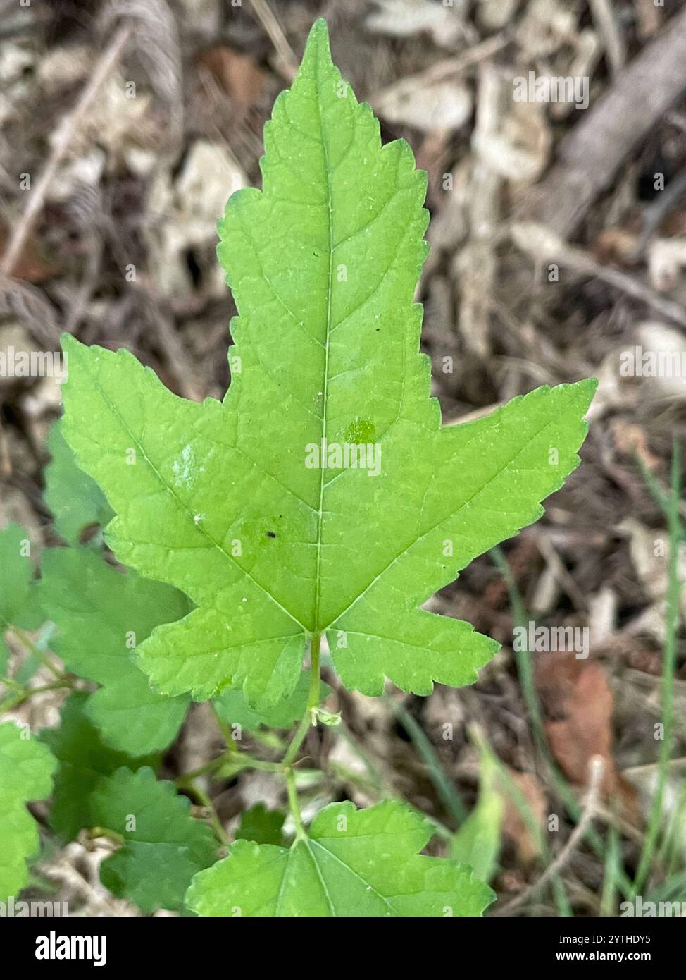 Texas mulberry (Morus microphylla Stock Photo - Alamy