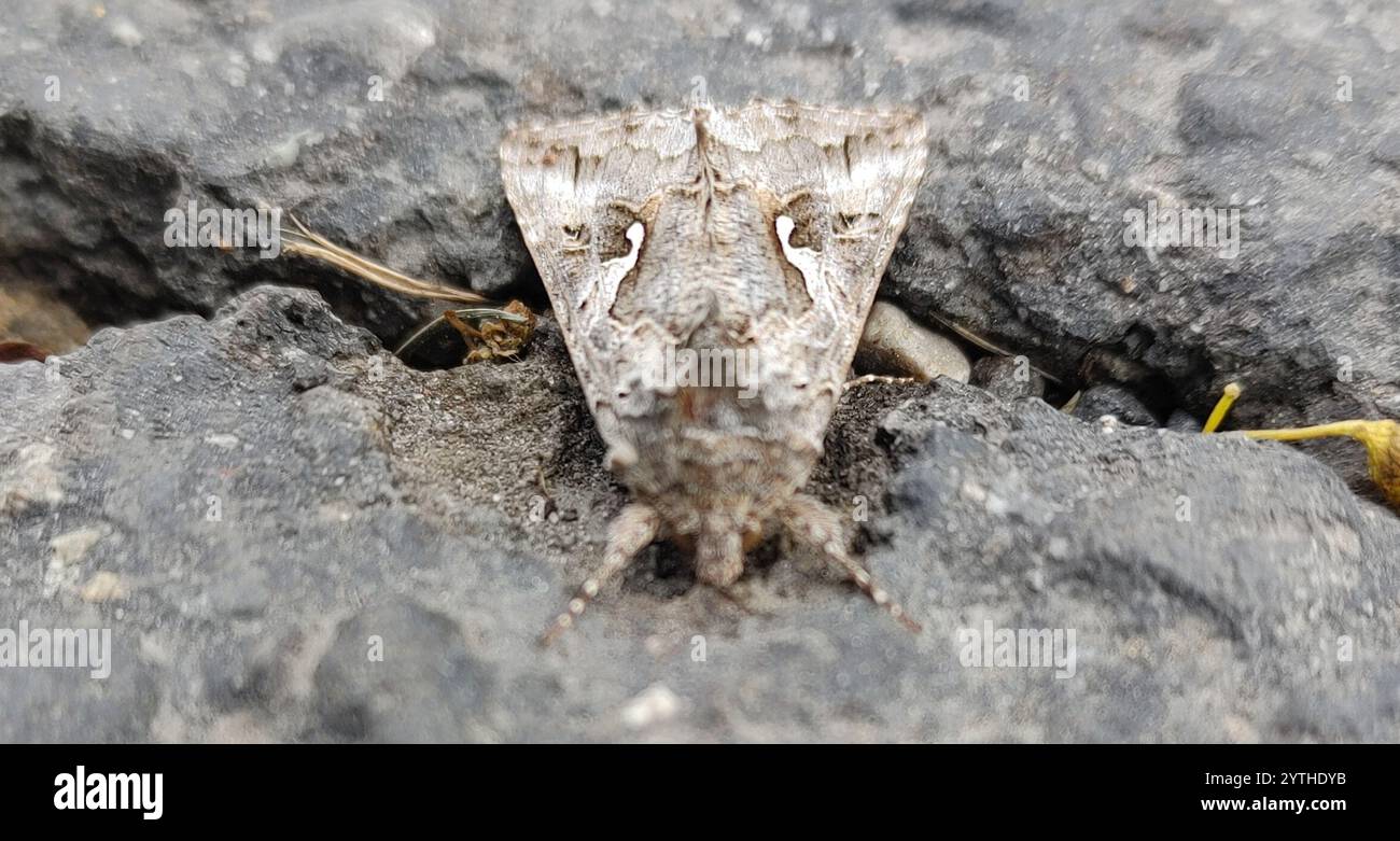 Alfalfa Looper (Autographa californica Stock Photo - Alamy