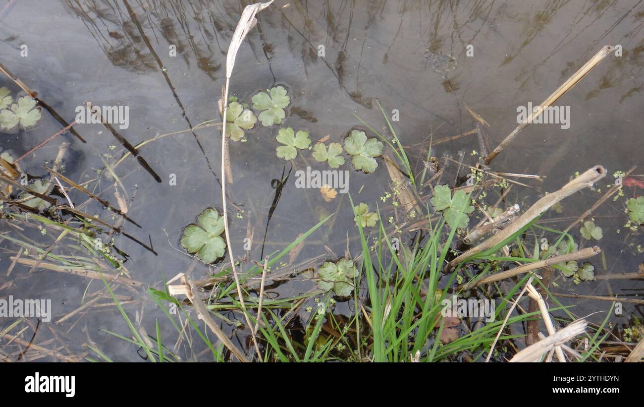 cursed crowfoot (Ranunculus sceleratus Stock Photo - Alamy