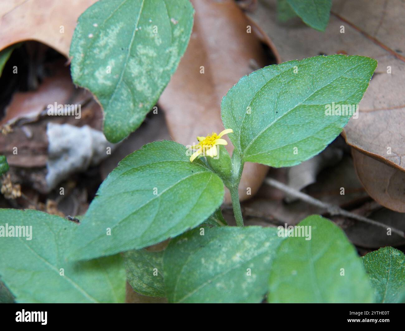 straggler daisy (Calyptocarpus vialis Stock Photo - Alamy