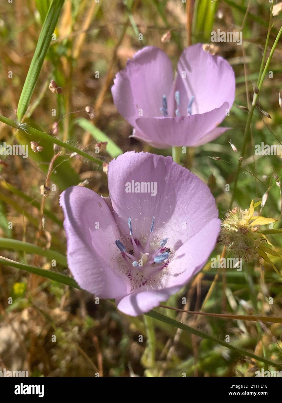 Pink star-tulip (Calochortus uniflorus Stock Photo - Alamy