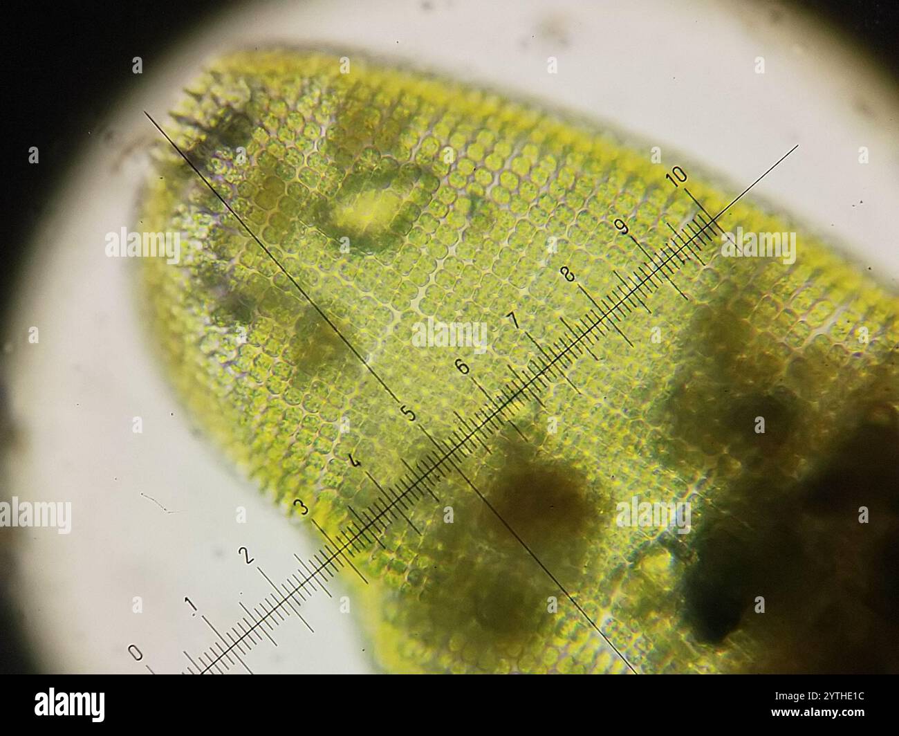 Dispora hi-res stock photography and images - Alamy