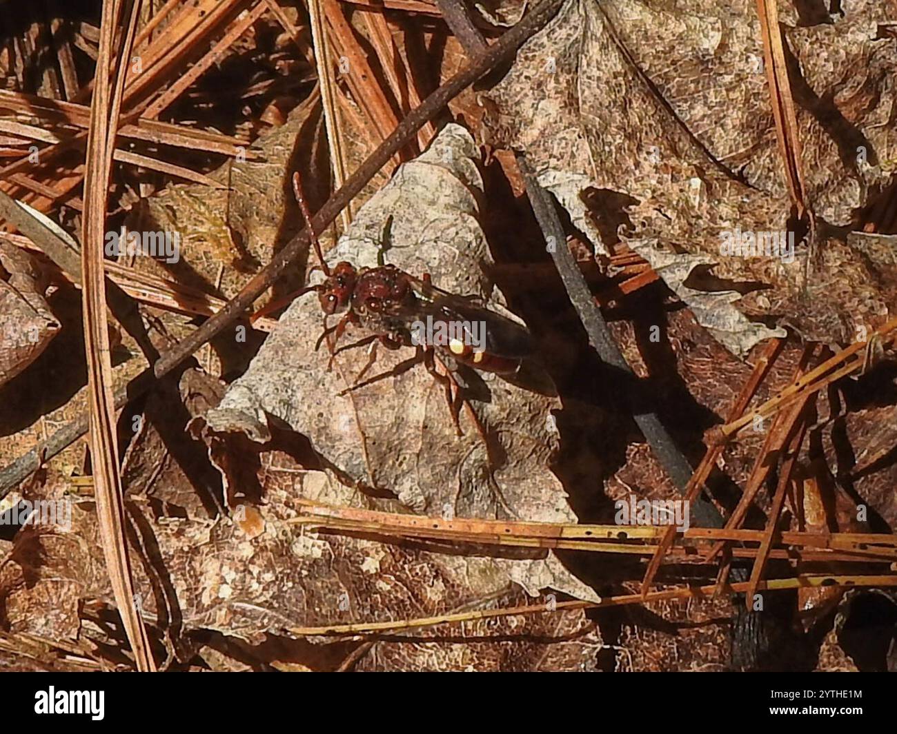 Ants, Bees, and Stinging Wasps (Aculeata Stock Photo - Alamy