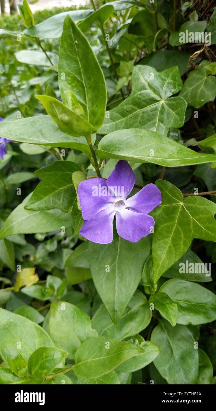 greater periwinkle (Vinca major Stock Photo - Alamy