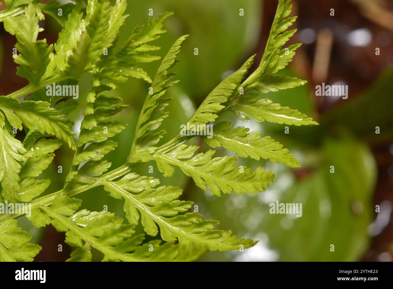 rattlesnake fern (Botrypus virginianus Stock Photo - Alamy