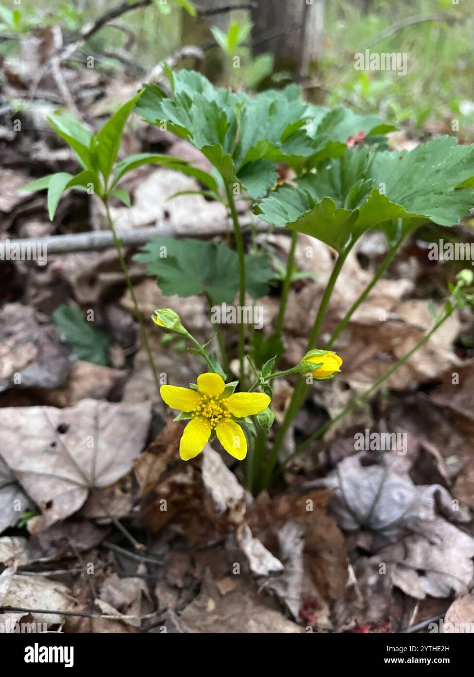Appalachian barren-strawberry (Waldsteinia fragarioides Stock Photo - Alamy