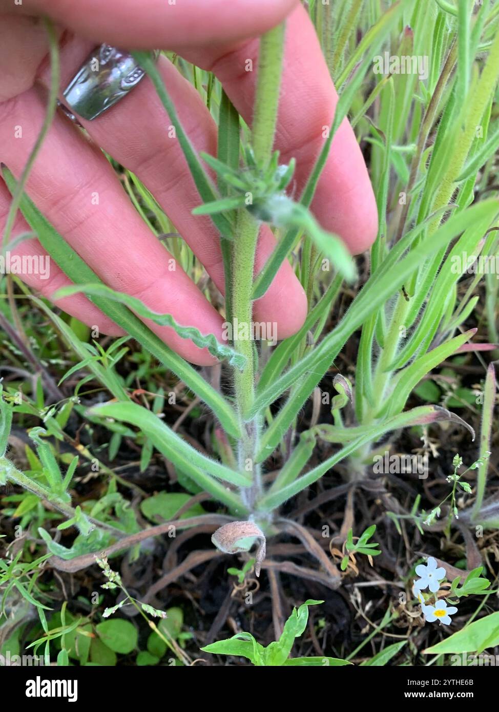 Common Madia (Madia elegans Stock Photo - Alamy