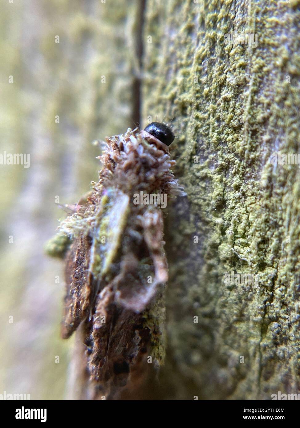 Common Bagworm Moth (Psyche casta Stock Photo - Alamy