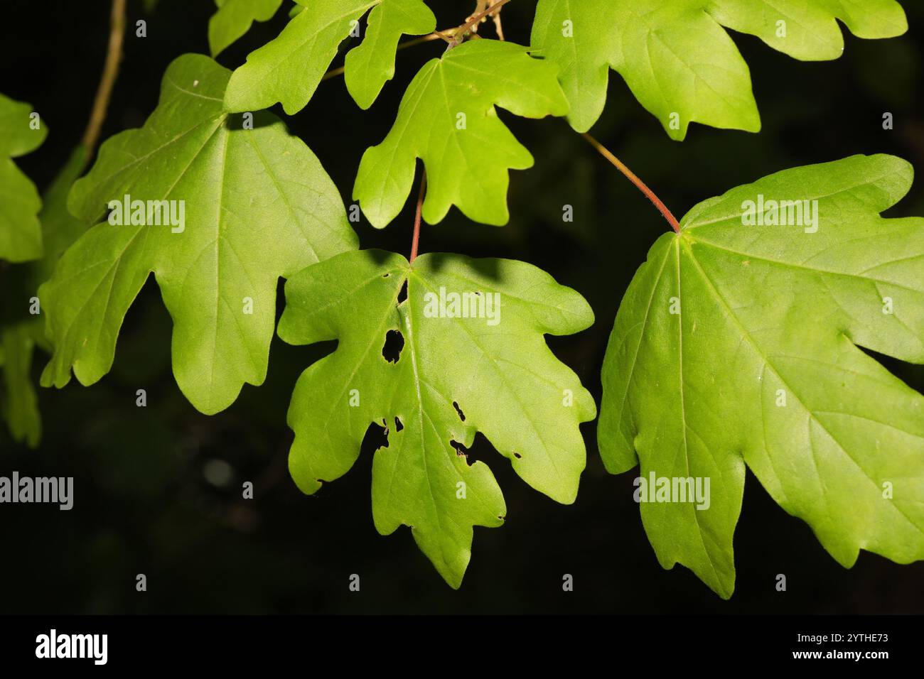 field maple (Acer campestre Stock Photo - Alamy