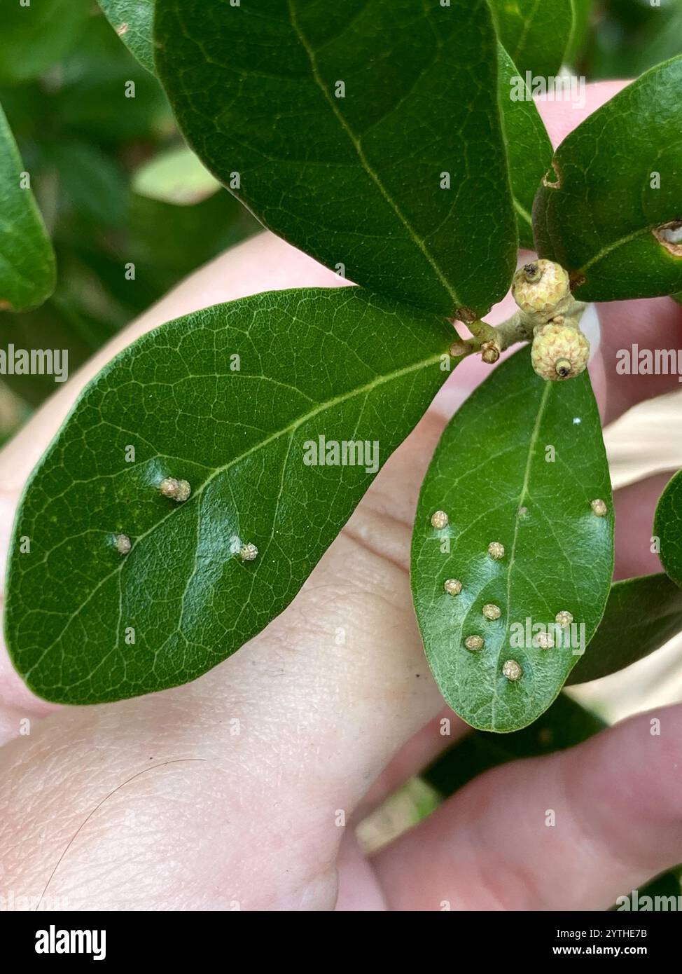 Gall and Rust Mites (Eriophyidae Stock Photo - Alamy