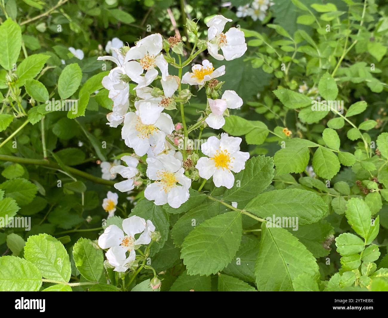 multiflora rose (Rosa multiflora Stock Photo - Alamy