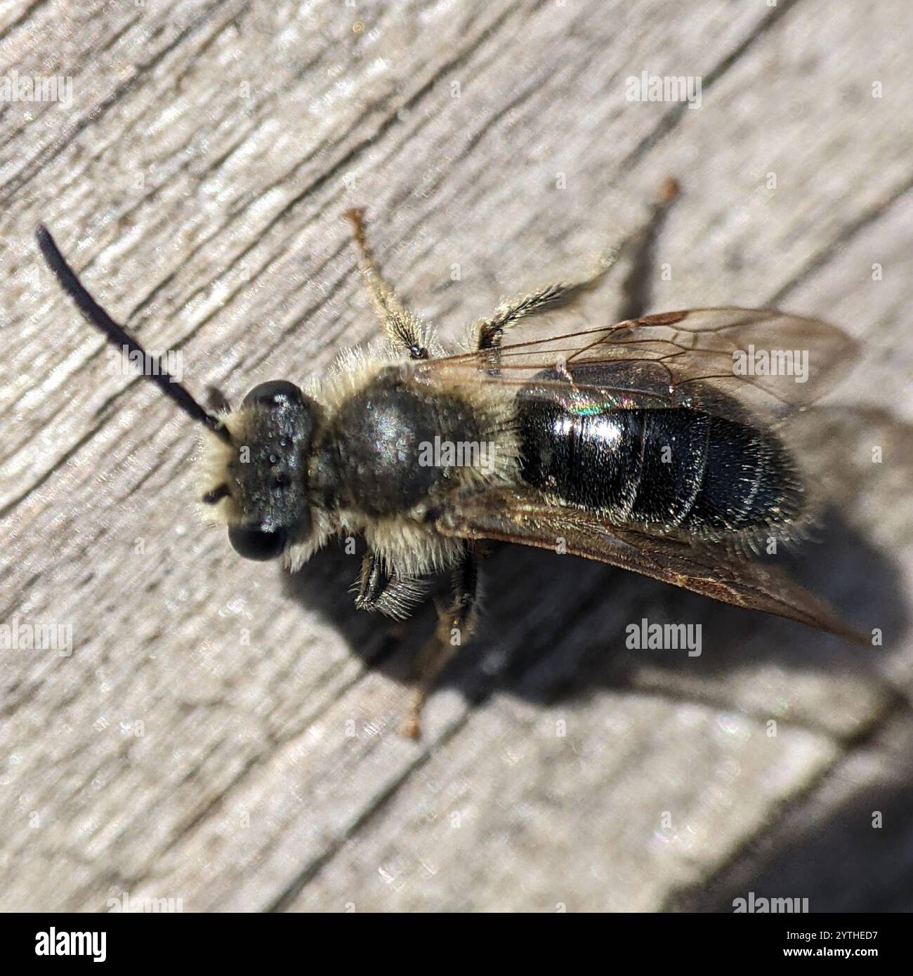 Mining Bees (Andrena Stock Photo - Alamy