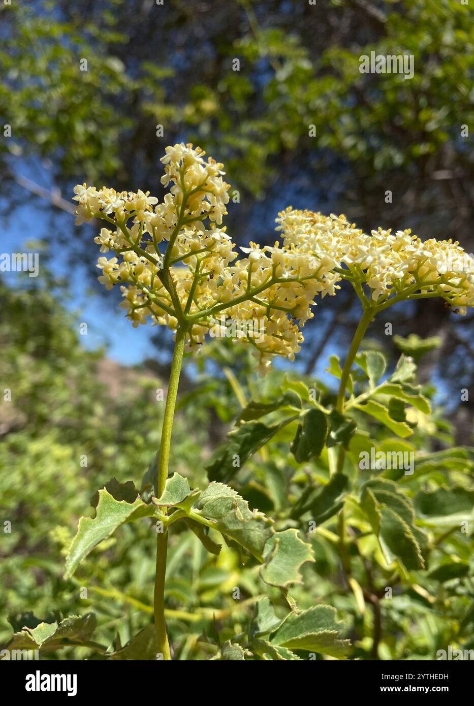 blue elder (Sambucus cerulea Stock Photo - Alamy