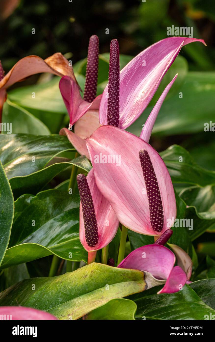 Lovely conservatory plant Anthurium Zizou, natural close up plant ...