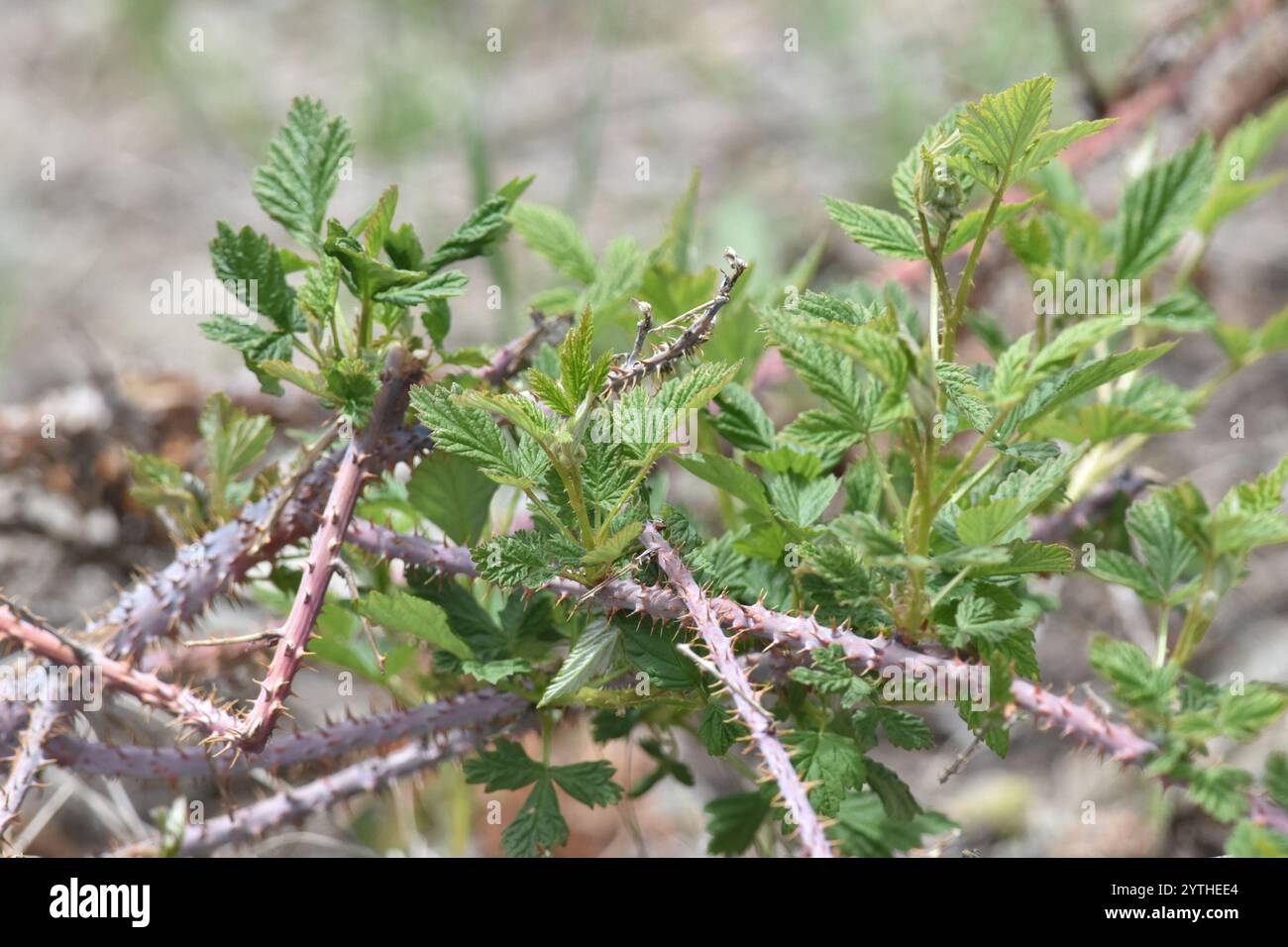 whitebark raspberry (Rubus leucodermis Stock Photo - Alamy