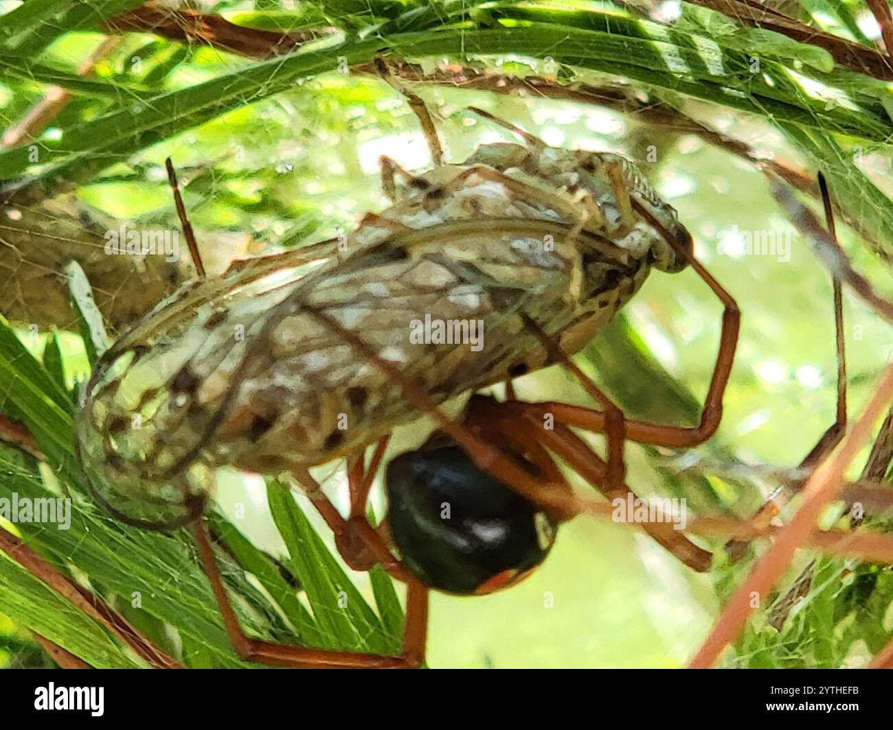 Red Widow (Latrodectus bishopi Stock Photo - Alamy