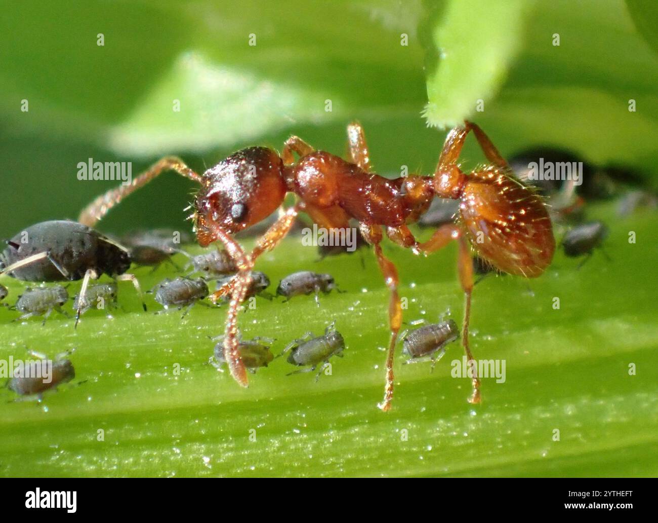 European fire ant (Myrmica rubra Stock Photo - Alamy