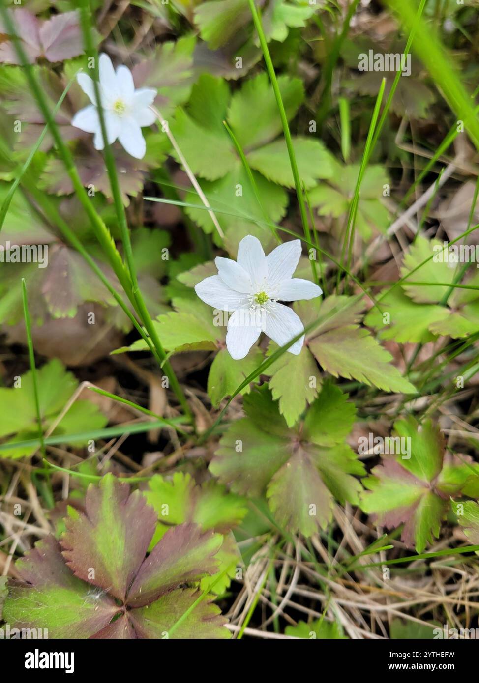 wood anemone (Anemonoides quinquefolia Stock Photo - Alamy