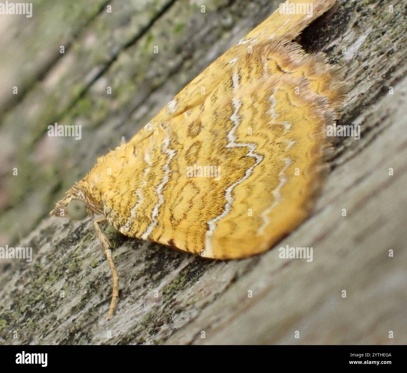 Yellow Shell Moth (Camptogramma bilineata Stock Photo - Alamy