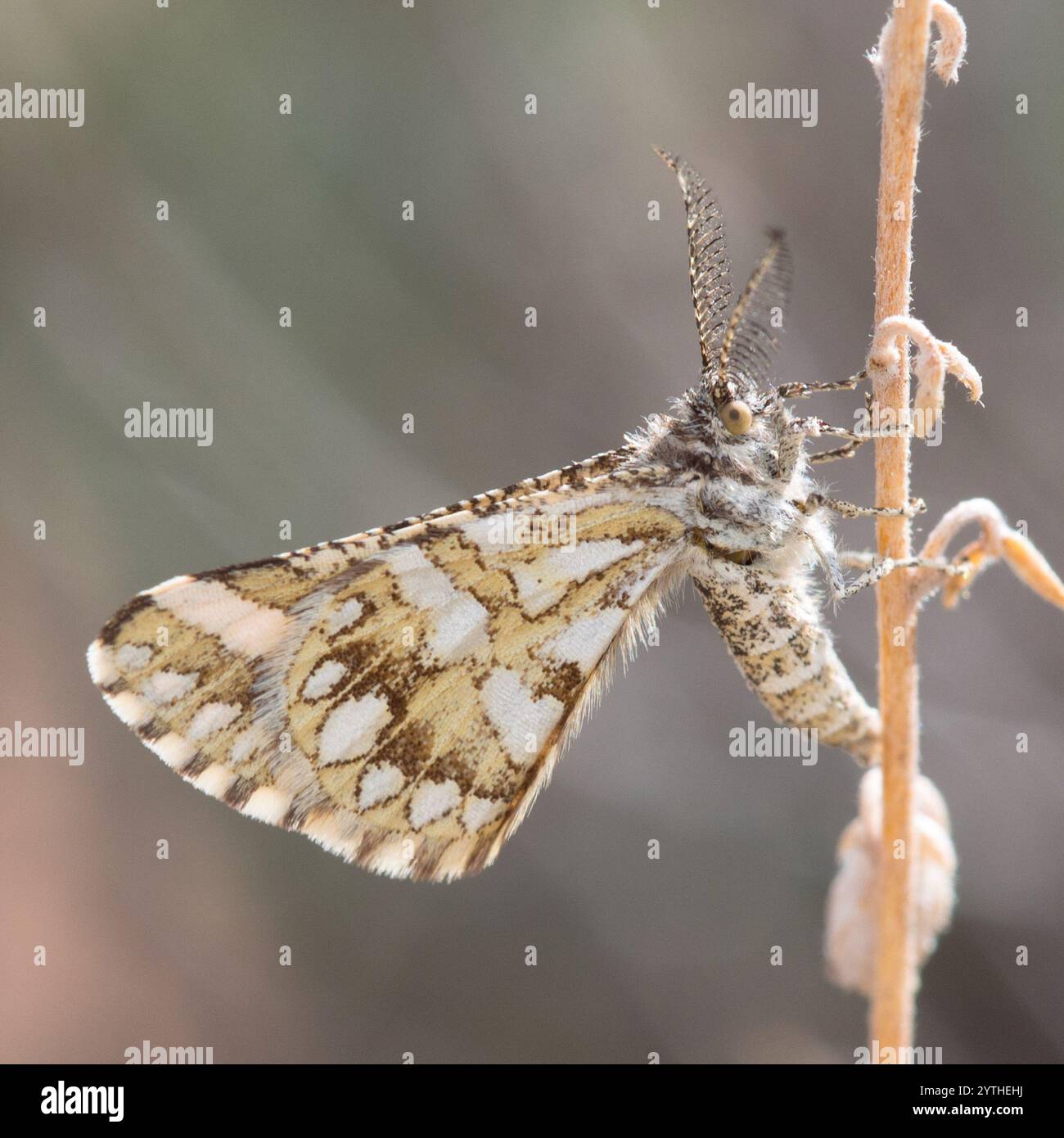 Geometer Moths (Geometridae Stock Photo - Alamy