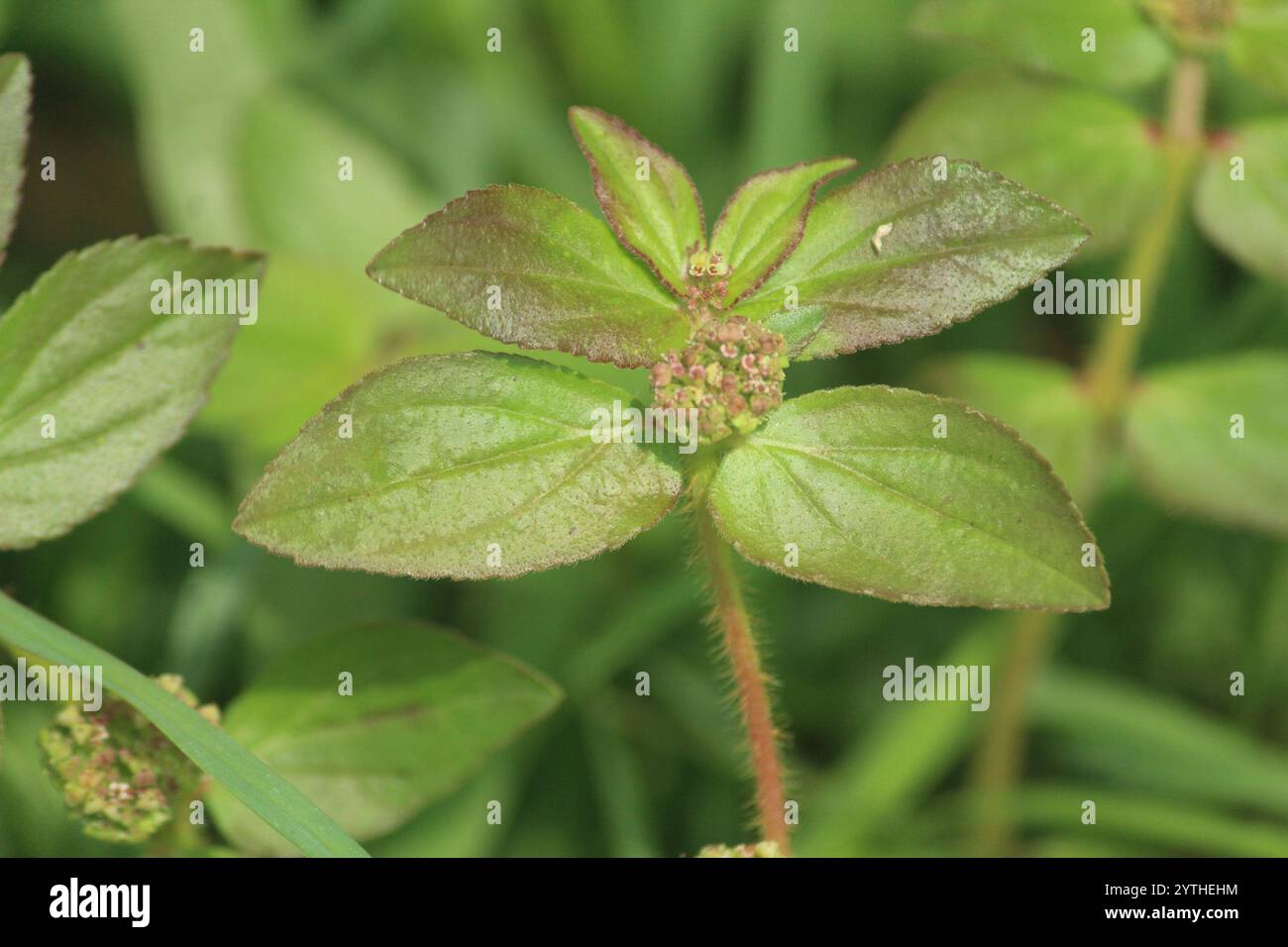 Asthma plant (Euphorbia hirta Stock Photo - Alamy