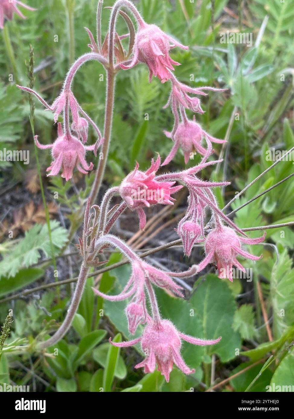 prairie smoke (Geum triflorum Stock Photo - Alamy