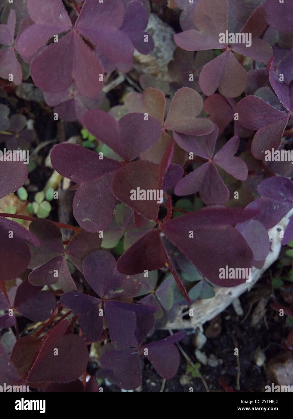 (Oxalis stricta rufa Stock Photo - Alamy