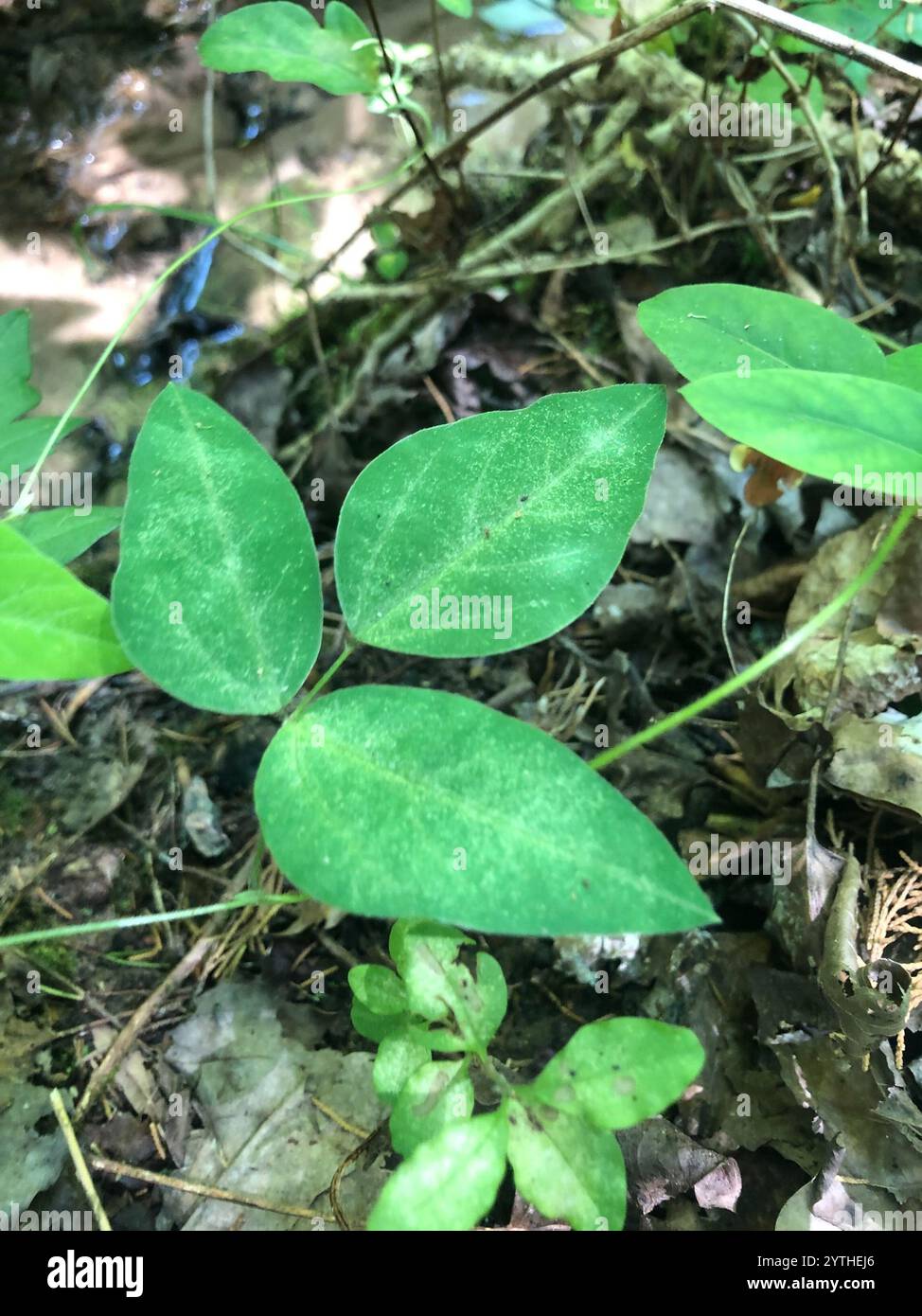 American hog-peanut (Amphicarpaea bracteata Stock Photo - Alamy