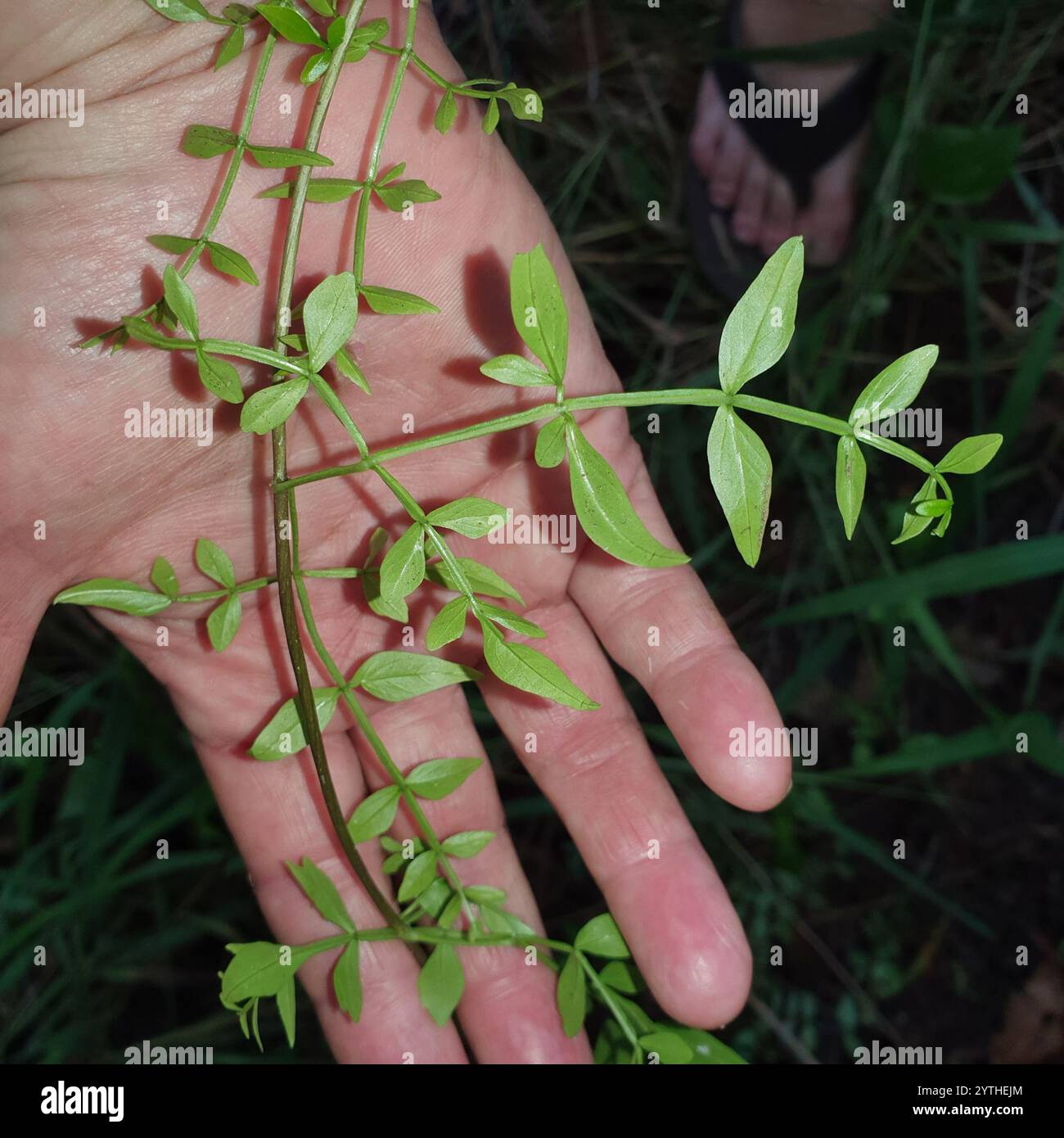 wonga vine (Pandorea pandorana Stock Photo - Alamy