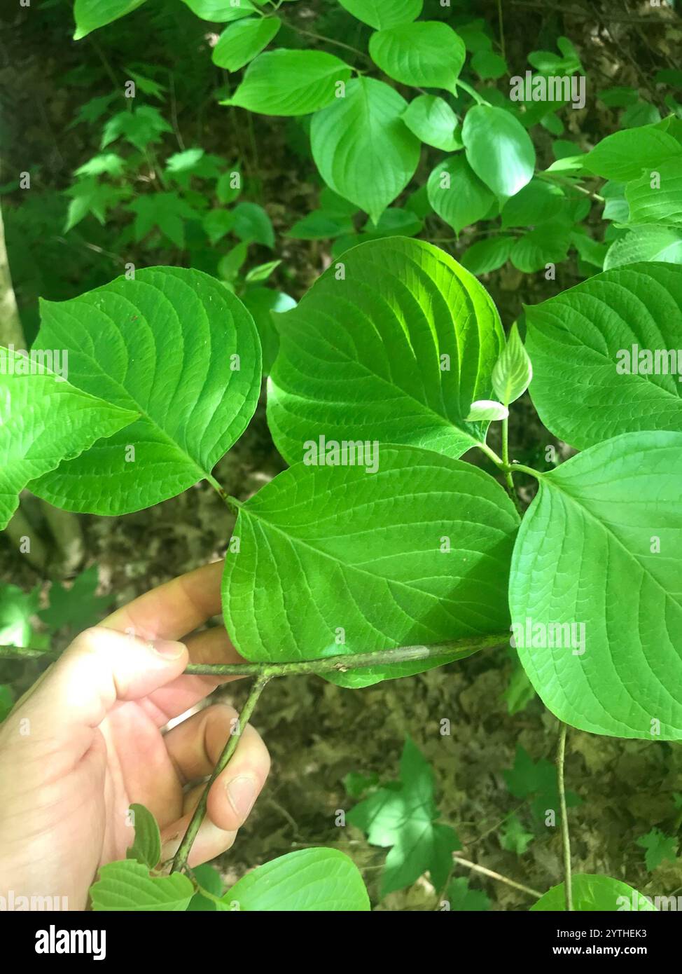 Round-leaved Dogwood (Cornus rugosa Stock Photo - Alamy